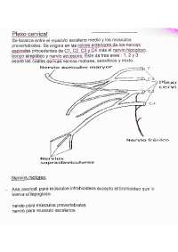 Resumen plexo cervical | Resúmenes de Neuroanatomía | Docsity