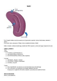 BAZO- anatomía descriptiva | Apuntes de Anatomía | Docsity