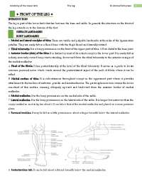Anatomy of the lower limb t | Slides Anatomy | Docsity