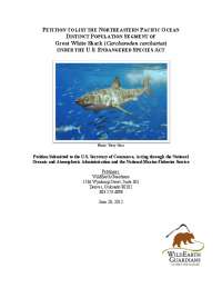 Great White Shark (Carcharodon carcharias) | Study Guides, Projects ...