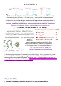 IL FOLDING PROTEICO- RIPIEGAMENTO DELLE PROTEINE | Appunti di Biologia Cellulare | Docsity