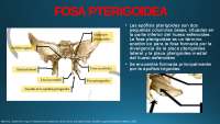 Fosa Pterigoidea Anatomía Humana | Diapositivas de Anatomía | Docsity