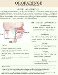 La orofaringe sus funciones y sus características a profundidad y con ...