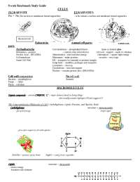 THE CELL CYCLE WORKSHEET | Exercises Biology | Docsity