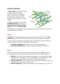 Cellula vegetale: la parete cellulare | Appunti di Biologia Vegetale | Docsity