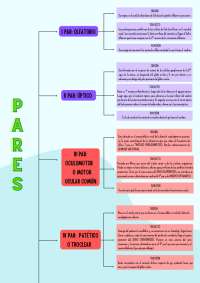 PARES CRANEALES - Resumen | Esquemas y mapas conceptuales de Anatomía Dental | Docsity