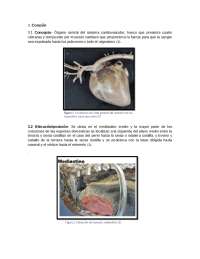 Partes del corazon y comparativa en especies domesticas | Resúmenes de ...