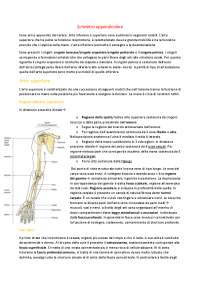 Anatomia Umana - Scheletro appendicolare | Dispense di Anatomia | Docsity
