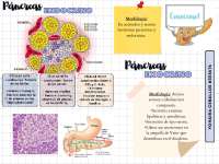 Pancreas endocrino y exocrino, patologias asociadas y hormonas pancreaticas | Esquemas y mapas ...