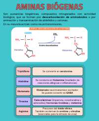 Aminas biógenas (aminoácidos) | Esquemas y mapas conceptuales de Bioquímica | Docsity