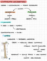 L’apparato locomotore - anatomia | Schemi e mappe concettuali di Anatomia | Docsity