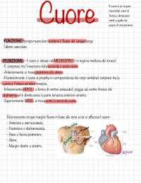 Cuore: anatomia del cuore, circolazione e sistema di conduzione ...