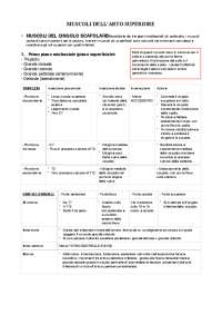 Arto superiore (vasi, nervi, muscoli) | Schemi e mappe concettuali di Anatomia | Docsity