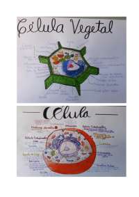 Celula animal y vegetal | Apuntes de Biología | Docsity