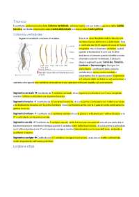 Ossa e muscoli del tronco - Anatomia 1 | Schemi e mappe concettuali di Anatomia I | Docsity