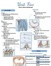 Neck and thorax anatomy notes | Transcriptions Anatomy | Docsity