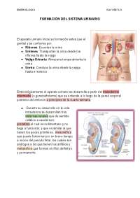 APARATO URINARIO EMBRIOLOGIA | Esquemas y mapas conceptuales de Embriología | Docsity