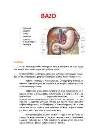RESUMEN DEL BAZO ANATOMIA | Esquemas y mapas conceptuales de Anatomía | Docsity