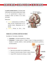 La arteria carótida externa - semana 09 | Apuntes de Anatomía Dental ...
