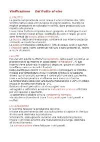 Dalla Pianta al Vino | Appunti di Laboratorio di servizi enogastronomici - settore sala e ...