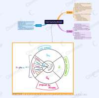 Interphase of cell cycle| cell cycle & division| CBSE class 11| Chin29 ...