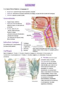 Laringe, faringe, traquea y tiroides | Apuntes de Anatomía | Docsity