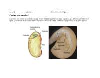 Que es una semilla y sus partes | Esquemas y mapas conceptuales de ...