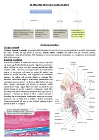 Sistema muscolo scheletrico | Appunti di Anatomia | Docsity