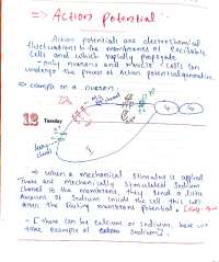 WHAT IS ACTION POTENTIAL | Study notes Physiology | Docsity