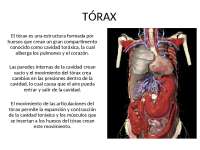 Anatomía del tórax incluye músculos y huesos | Diapositivas de Anatomía ...