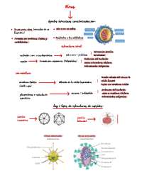 Virus, Bacterias, hongos y parásitos | Apuntes de Microbiología | Docsity