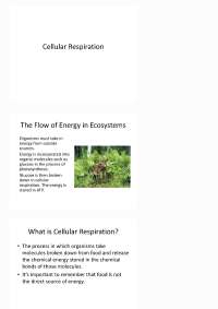Cellular Respiration | Slides Biology | Docsity