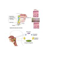 Conocer y analizar la anatomía básica de la faringe y anillo para mayor ...