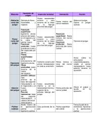 Esquema de los músculos de la mano | Esquemas y mapas conceptuales de Anatomía | Docsity