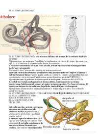 Sistema Vestibolare completo | Appunti di Fondamenti Anatomo ...