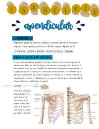 RESUMEN ESQUELETO APENDICULAR | Resúmenes de Anatomía | Docsity
