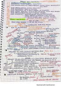Schemi di sintesi di anatomia 2 | Schemi e mappe concettuali di ...