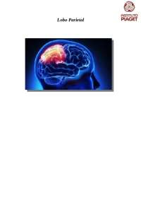Trabalho sobre lobo parietal | Trabalhos Neuroanatomia | Docsity