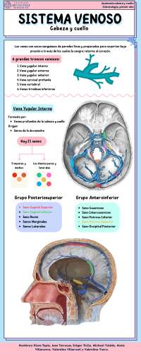 Infografía sistema venosos cabeza y cuello | Esquemas y mapas ...