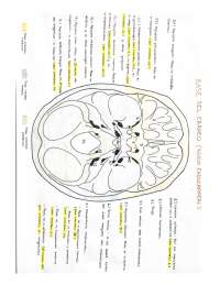 Base del cráneo (visión endocraneal) | Esquemas y mapas conceptuales de ...