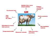 Mapa Mental Raça Gir | Esquemas Medicina Veterinária | Docsity