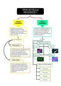 Tipos de Célula. Procariota y Eucariota | Esquemas y mapas conceptuales de Biología | Docsity