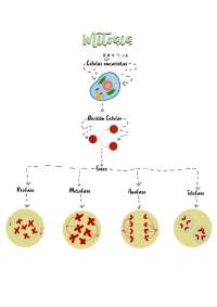 Mitosis biología tarea | Esquemas y mapas conceptuales de Biología | Docsity