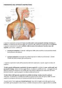 Anatomia- apparato respiratorio | Appunti di Anatomia | Docsity