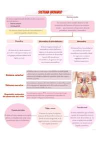 MAPA URINARIO LAGMAN | Esquemas y mapas conceptuales de Embriología | Docsity