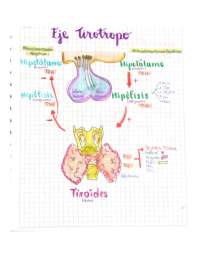 Ejes tirotropo y corticotropo | Esquemas y mapas conceptuales de ...