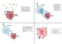 BIORENDER: citotossicità cellulare anticorpo dipendente (ADCC) | Schemi e mappe concettuali di ...