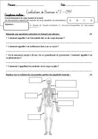 Shéma du squelette humain | Schémas Droit | Docsity