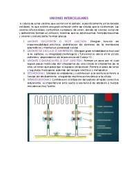 Uniones Intercelulares | Apuntes de Histología | Docsity