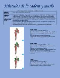 Musculos de la cadera y muslo. | Apuntes de Anatomía | Docsity